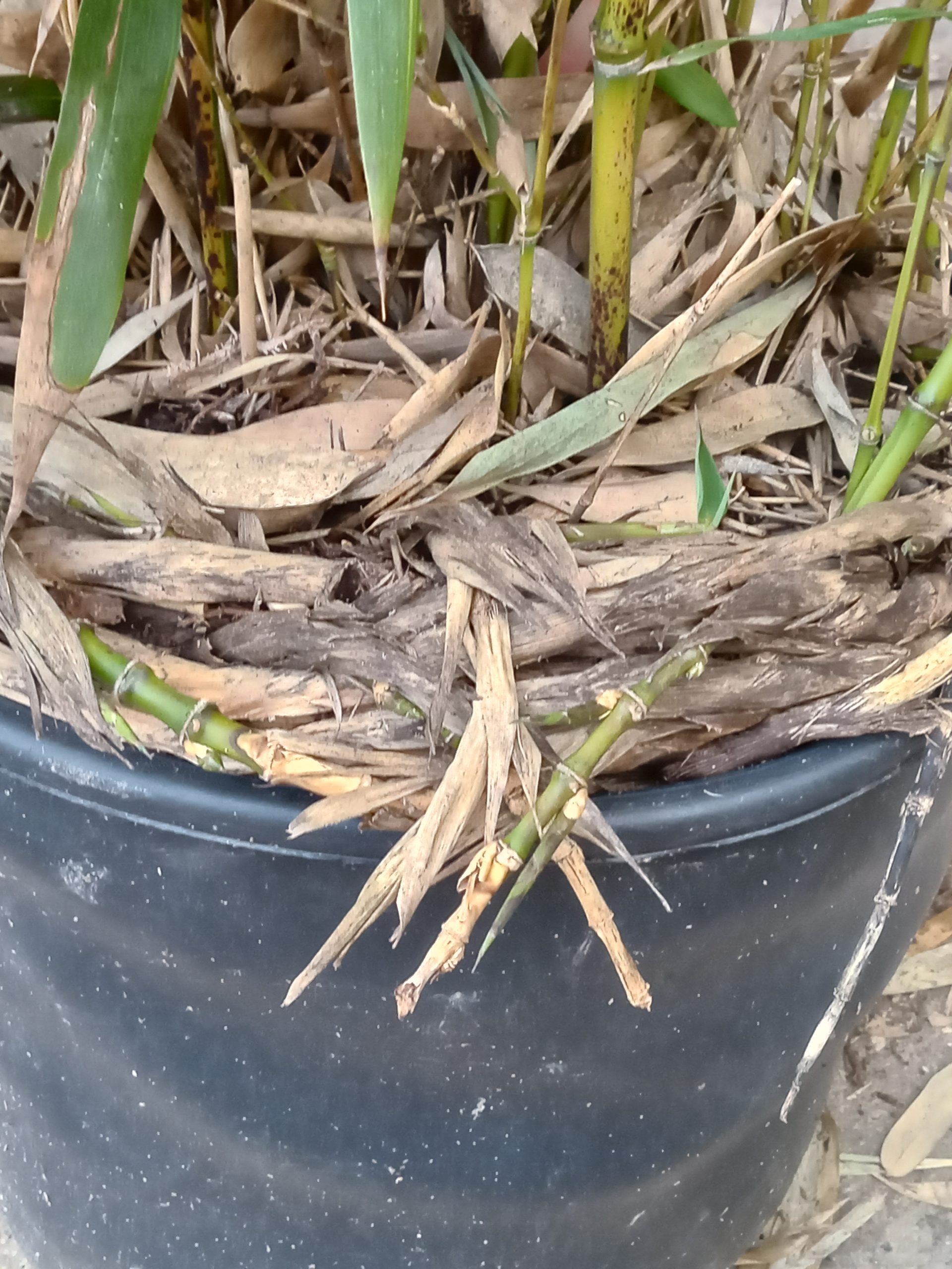Phyllostachys aureosulcata